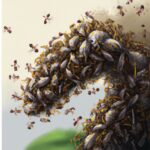 How Does An Ant Become Queen? (Unveiling The Mystery) – bugpursuits.com