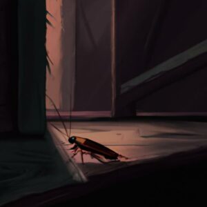 What’s The Difference Between Cockroaches and Spiders? (A Comprehensive ...