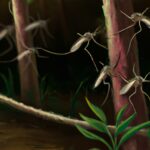 Are There Mosquitoes in Ireland? (The Facts You Need To Know ...